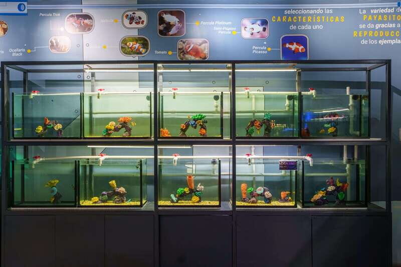 Inbursa Aquarium Entry Ticket with VR Option - Value and Practical Tips
