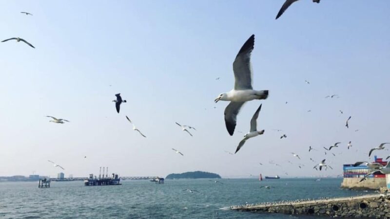 Incheon Luge & Railbike & Gaehangjang & Haneul Park - Who This Tour Is Best For