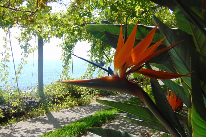 Incredible Tour to a Faja With a Story - Traveler Testimonials and Booking Details