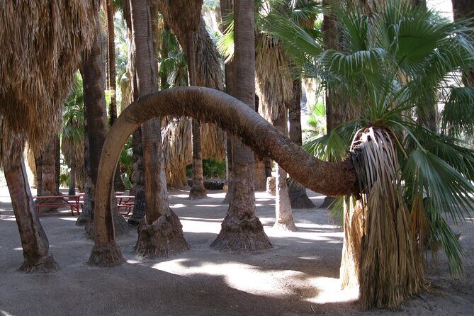 Indian Canyons Hiking Tour by Jeep from Palm Desert - FAQ