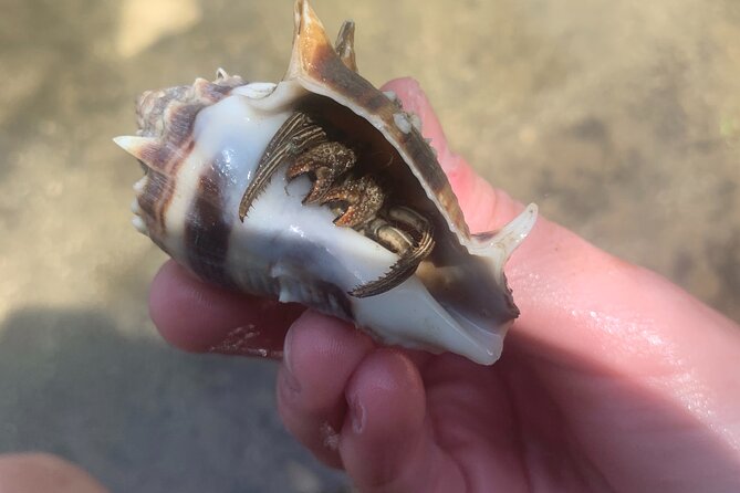 Indian River Clear Bottom Kayak or Paddleboarding Manatee and Dolphin Tour - FAQ