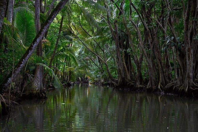 Indian River, Cold Soufriere & Fort Shirley (Northern Excursion) - Key Points