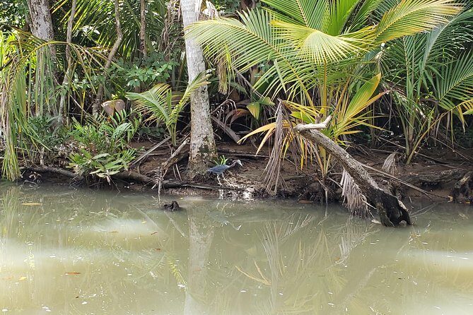 Indian River, Cold Soufriere & Fort Shirley (Northern Excursion) - Who Should Consider This Tour?