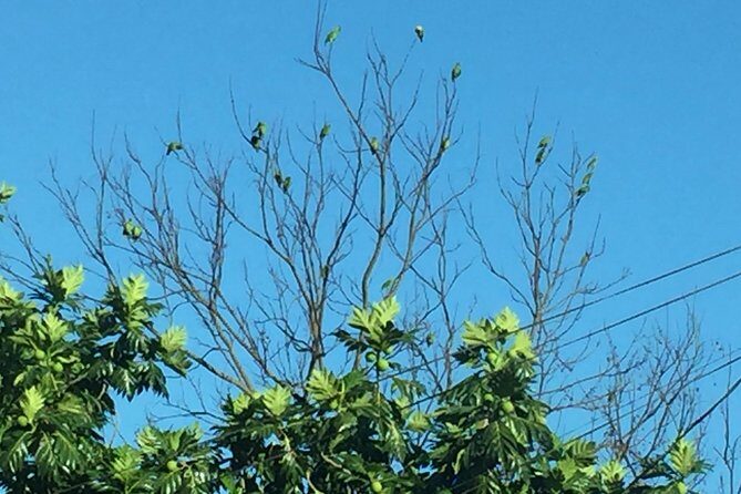 Individuelle Regenwald Tour - Exploring Tobago’s Natural Wonder: The Main Ridge Forest Reserve