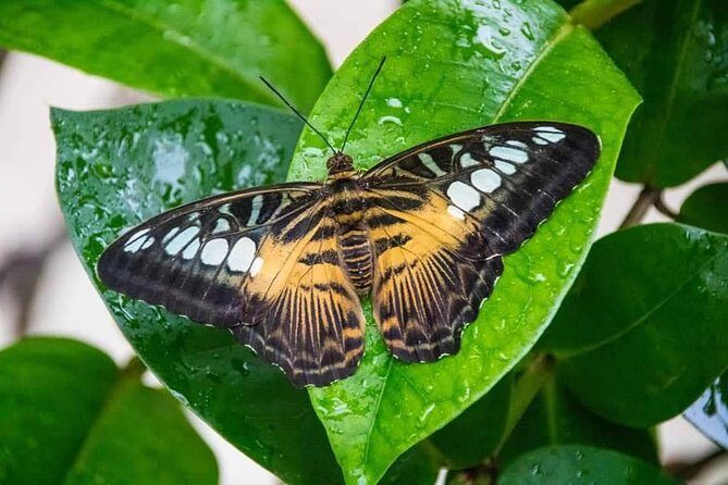 Individuelle Regenwald Tour - Practical Details and Value