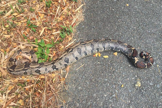 Individuelle Regenwald Tour - Authentic Experiences and Authenticity