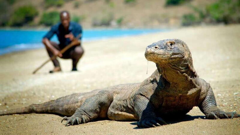 Indonesia: 20-Day Island Hopping Adventure from Bali - Unique Landmarks and Natural Wonders