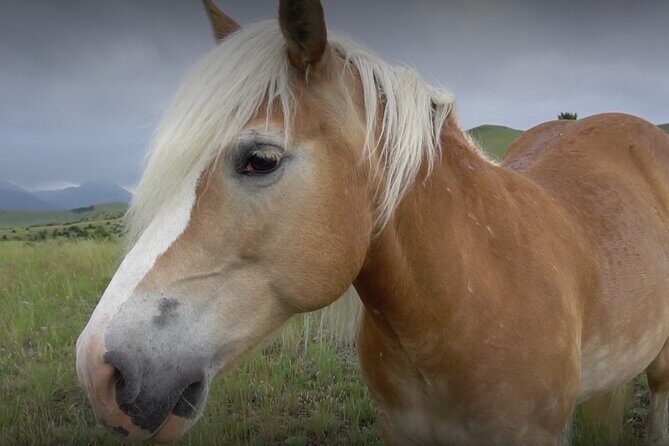 Indoor Horsemanship - Indoor Horsemanship: An Authentic Equestrian Experience in Bozeman