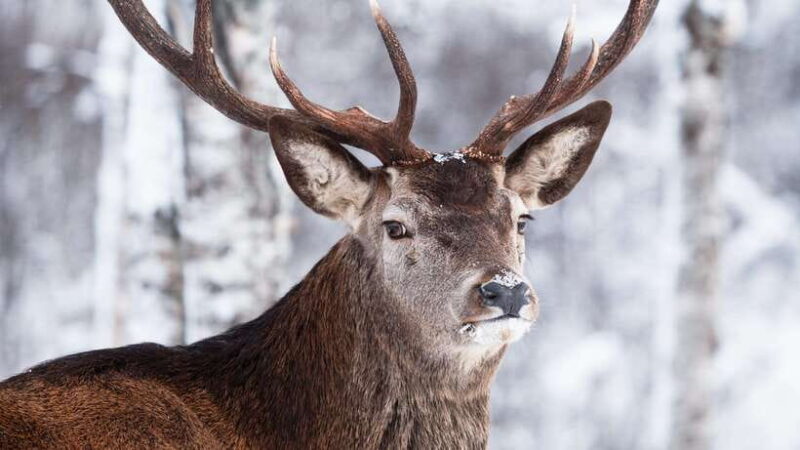 Inner Mongilia: 6-Day Hulunbuir Private Winter Tour - What Makes This Tour Stand Out