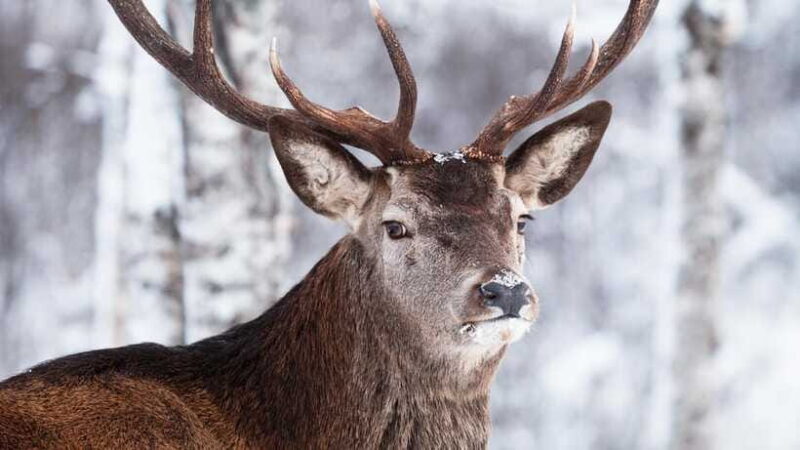 Inner Mongilia: 6-Day Hulunbuir Private Winter Tour - FAQ