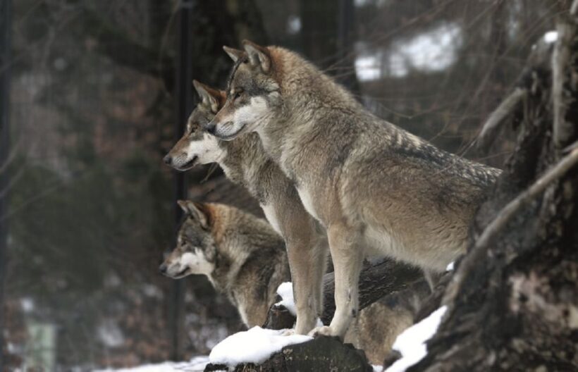 Innsbruck: Alpenzoo & Top of Innsbruck Combination Ticket - Key Points