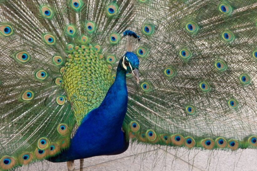 Innsbruck: Tickets for Schloss Ambras - A Detailed Look at Schloss Ambras