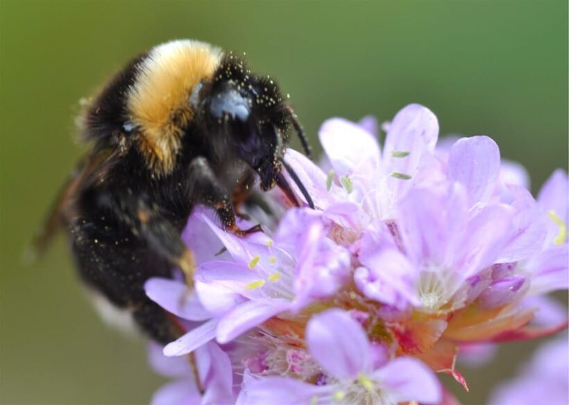 INSECTS AND OTHER FANTASTIC CREATURES - Key Points