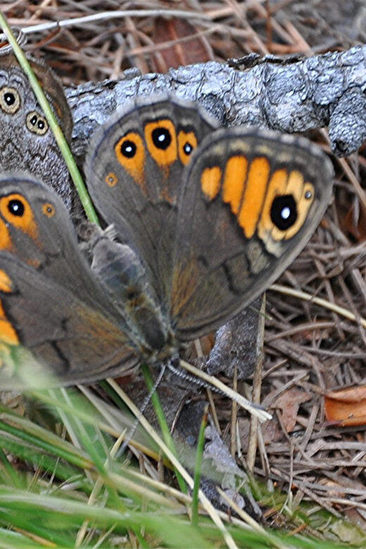 INSECTS AND OTHER FANTASTIC CREATURES - Who should consider this experience?