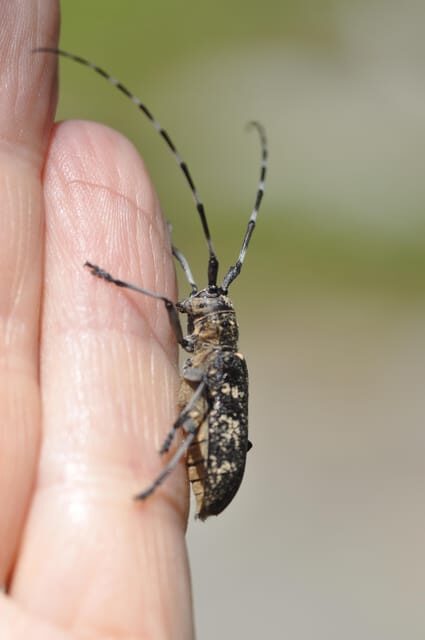 INSECTS AND OTHER FANTASTIC CREATURES - Final thoughts