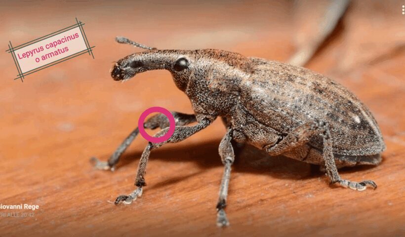 INSECTS AND OTHER FANTASTIC CREATURES - FAQ
