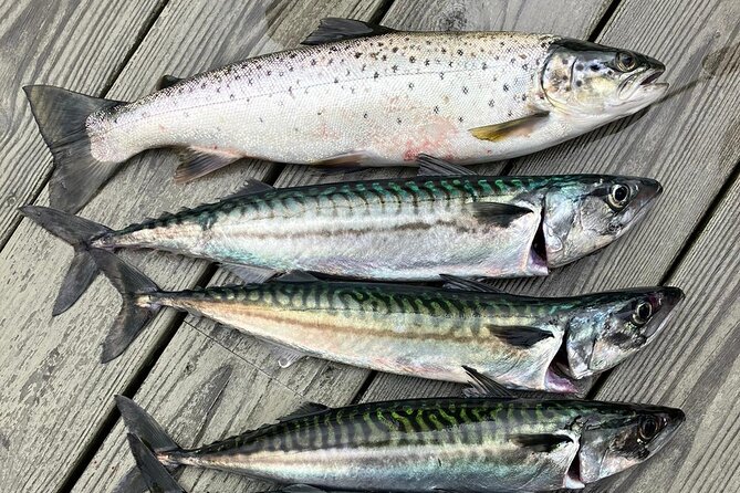 Inshore fishing in the Drangefjord - Why This Tour Is Worth It