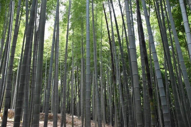 Inside of Fushimi Inari - Exploring and Lunch With Locals - Food and Refreshments