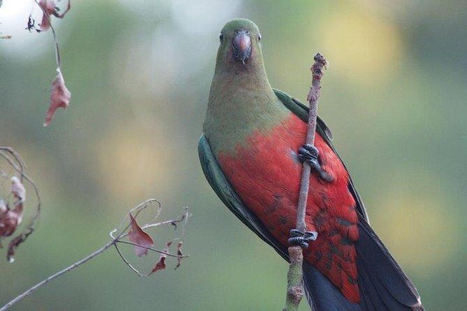 Inside the Greater Blue Mountains World Heritage - A Wildlife Safari Overnight - Final Thoughts: Who Will Enjoy This Tour?