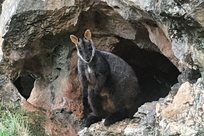 Inside the Greater Blue Mountains World Heritage - A Wildlife Safari Overnight - FAQ