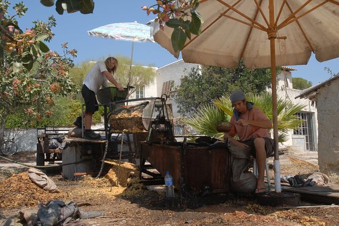 Insightful Pistachio Orchard and Factory Tour - FAQ