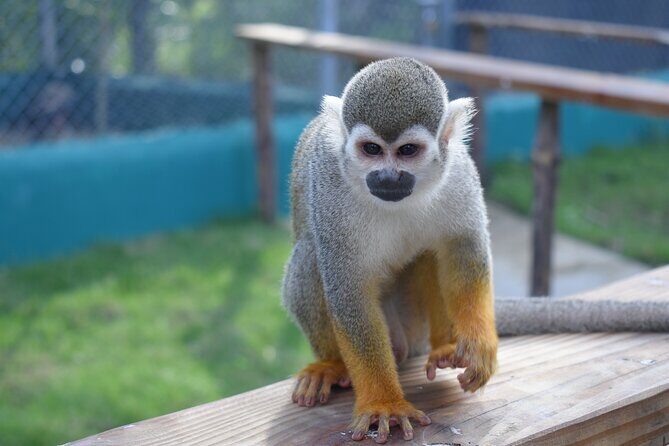 Interaction with Monkey Tour & city tour in Puerto Plata - A Full Breakdown of the Tour Experience