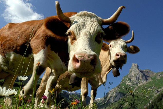 Interlaken and Grindelwald Day Trip from Lucerne - A Closer Look at the Itinerary and Experience