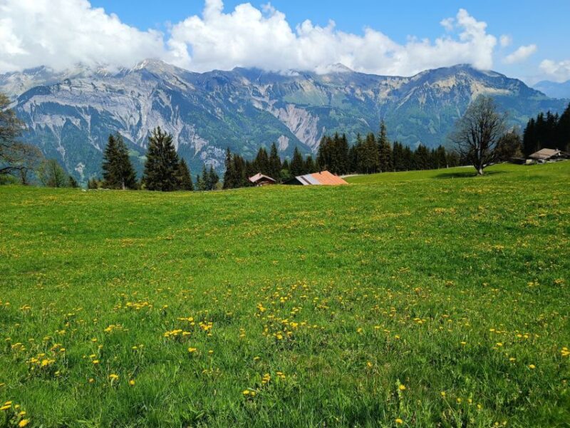 Interlaken: Highlights Tour With a Local by Private Car - Key Points