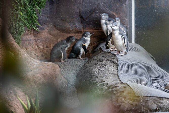 International Antarctic Centre General Admission Ticket - Summing It All Up: Who Should Visit?