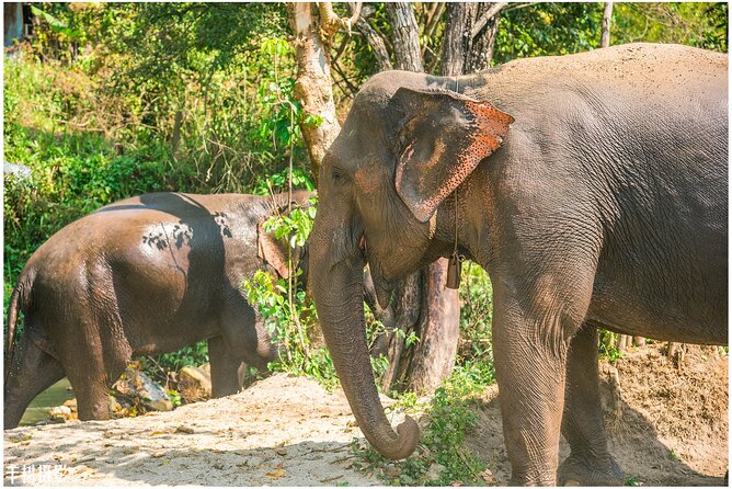 Inthanon Heaven Trail(Living Green Elephant Sanctuary) - The Experience: What You Can Expect