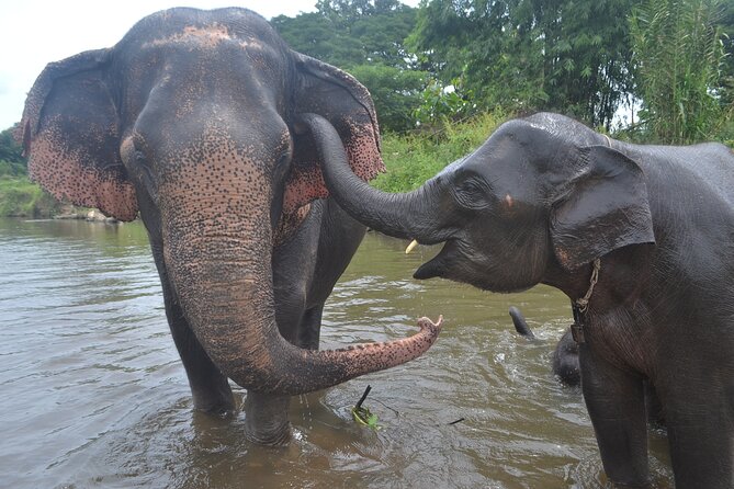 Inthanon Heaven Trail(Living Green Elephant Sanctuary) - The Practicalities: What Matters