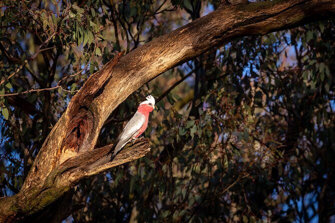 Intimate Blue Mountains Wild Kangaroos & Sunset for Nature Lovers - Key Points