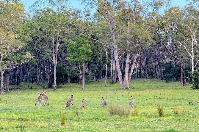 Intimate Blue Mountains Wild Kangaroos & Sunset for Nature Lovers - The Sum Up