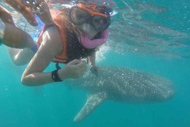 Intimate Eco-Friendly Whale Shark Encounter - Premium Service - Why This Tour Stands Out