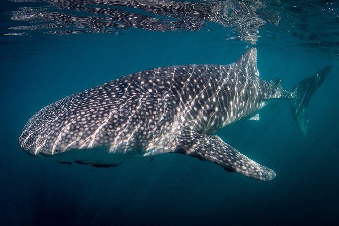 Intimate Eco-Friendly Whale Shark Encounter - Premium Service - The Itinerary – What to Expect