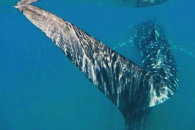 Intimate Eco-Friendly Whale Shark Encounter - Premium Service - Who Will Love This Experience?