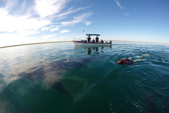 Intimate Eco-Friendly Whale Shark Encounter - Premium Service - Final Thoughts