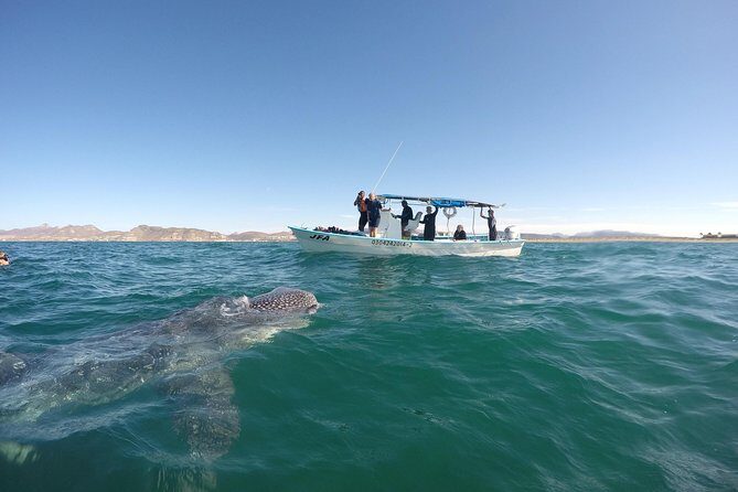 Intimate Eco-Friendly Whale Shark Encounter - Premium Service - FAQ