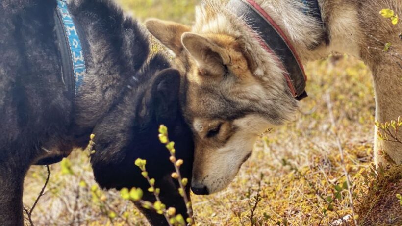 Into the Woods... - Private Tour - Into the Woods... - Private Tour: An In-Depth Look at a Unique Arctic Experience