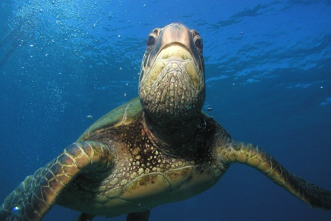 Intro/Refresher Dive Swim Ability Required - Why You’ll Love the Views and Marine Life