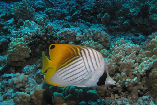 Intro/Refresher Dive Swim Ability Required - Final Thoughts