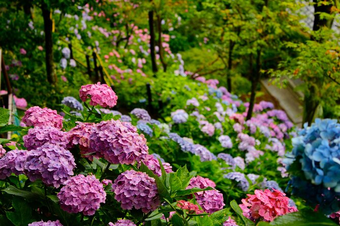 Introducing All the Famous Spots in Kamakura and Enoshima! - Discovering Enoshima Shrine and Kotoku-in Temple