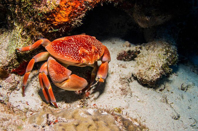 Introduction Shore Dive with Scubaçao (1 dive) - Timing and Flexibility