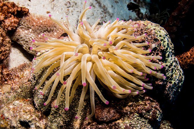 Introduction Shore Dive with Scubaçao (1 dive) - The Sum Up: Why This Experience Is a Solid Choice