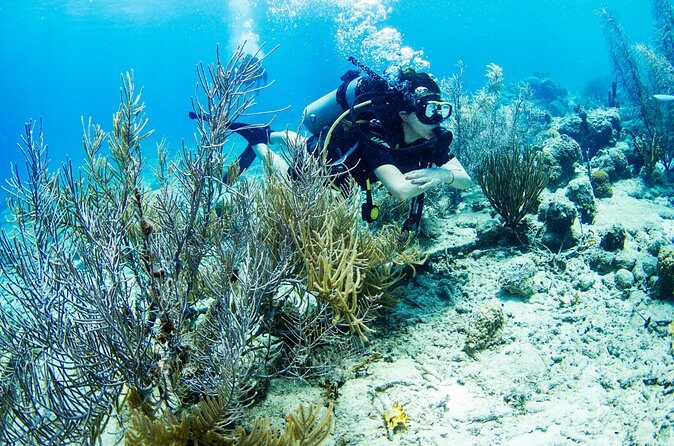 Introduction Shore Dive with Scubaçao (1 dive) - FAQ