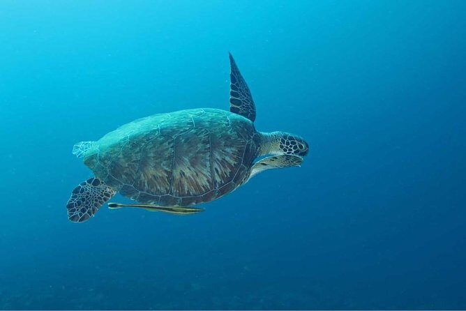 Introduction Shore Dive with Scubaçao (2 dives) - An In-Depth Look at the Tour