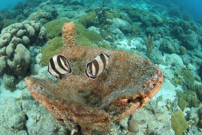 Introduction Shore Dive with Scubaçao (2 dives) - FAQ