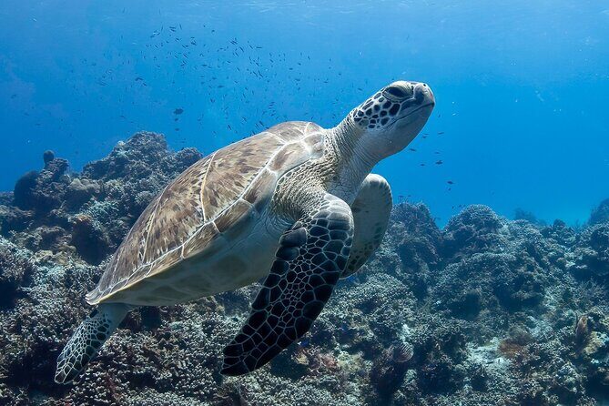 Introductory Diving Class in the Cozumel Reefs - Meeting Point and Logistics