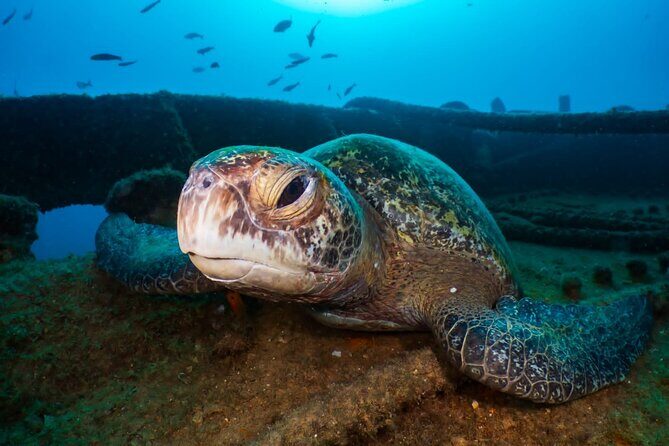 Introductory Diving Class in the Cozumel Reefs - Price and Value