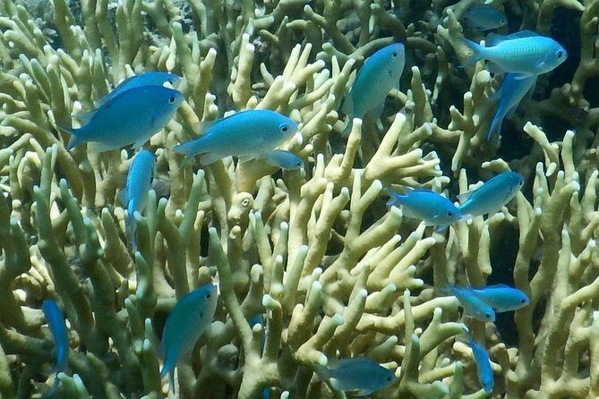 Introductory Scuba Dive experience - Whitetip Marine Adventures - Who Should Book This Tour?